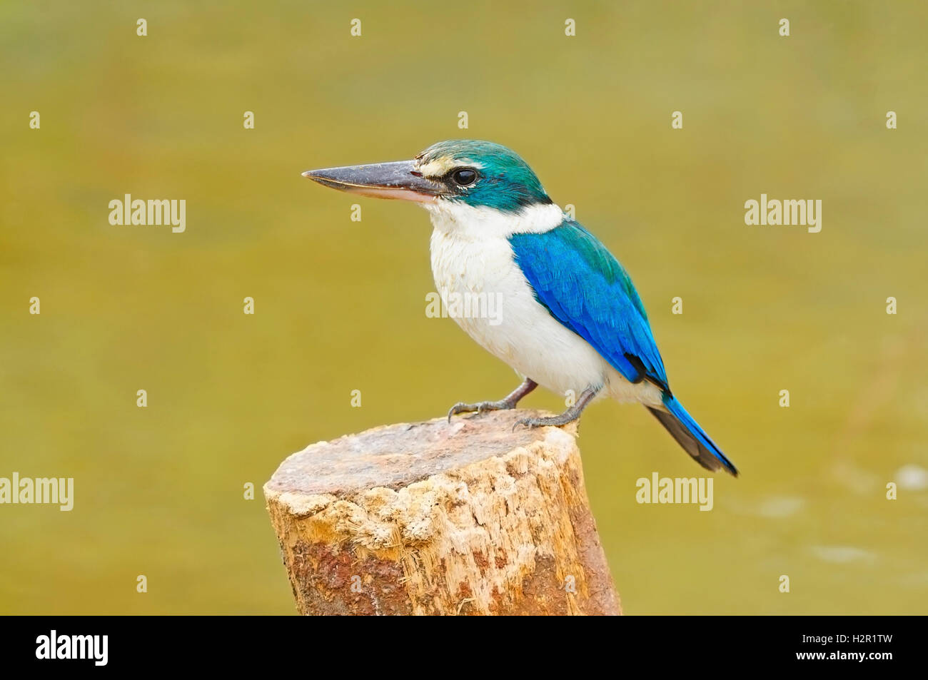 Collared mangrove kingfisher todiramphus hi-res stock photography and ...