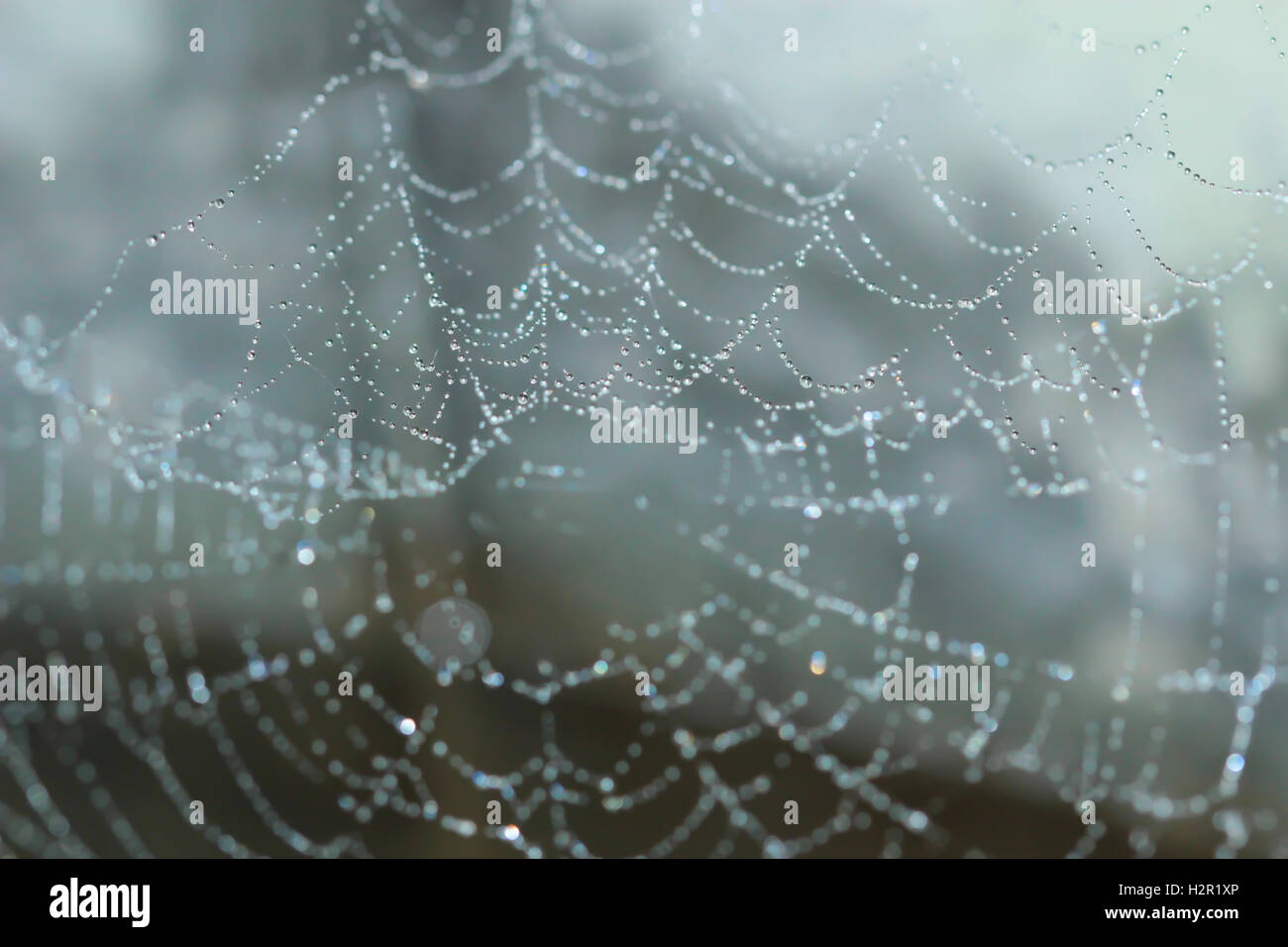 Spider Web Covered with Sparkling Dew Drops Stock Photo - Alamy