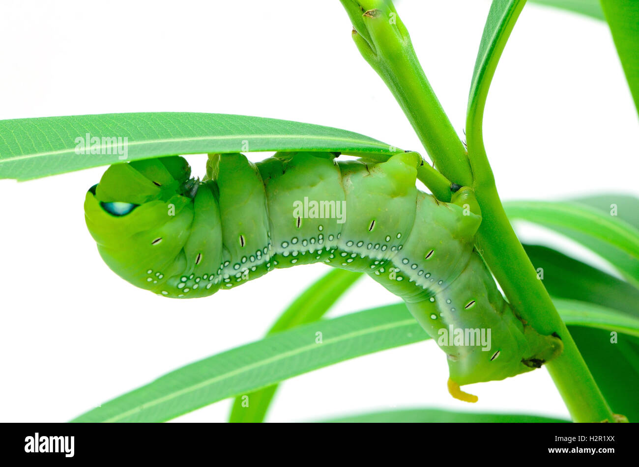 Caterpillar Oleander Hawk-moth Stock Photo - Alamy