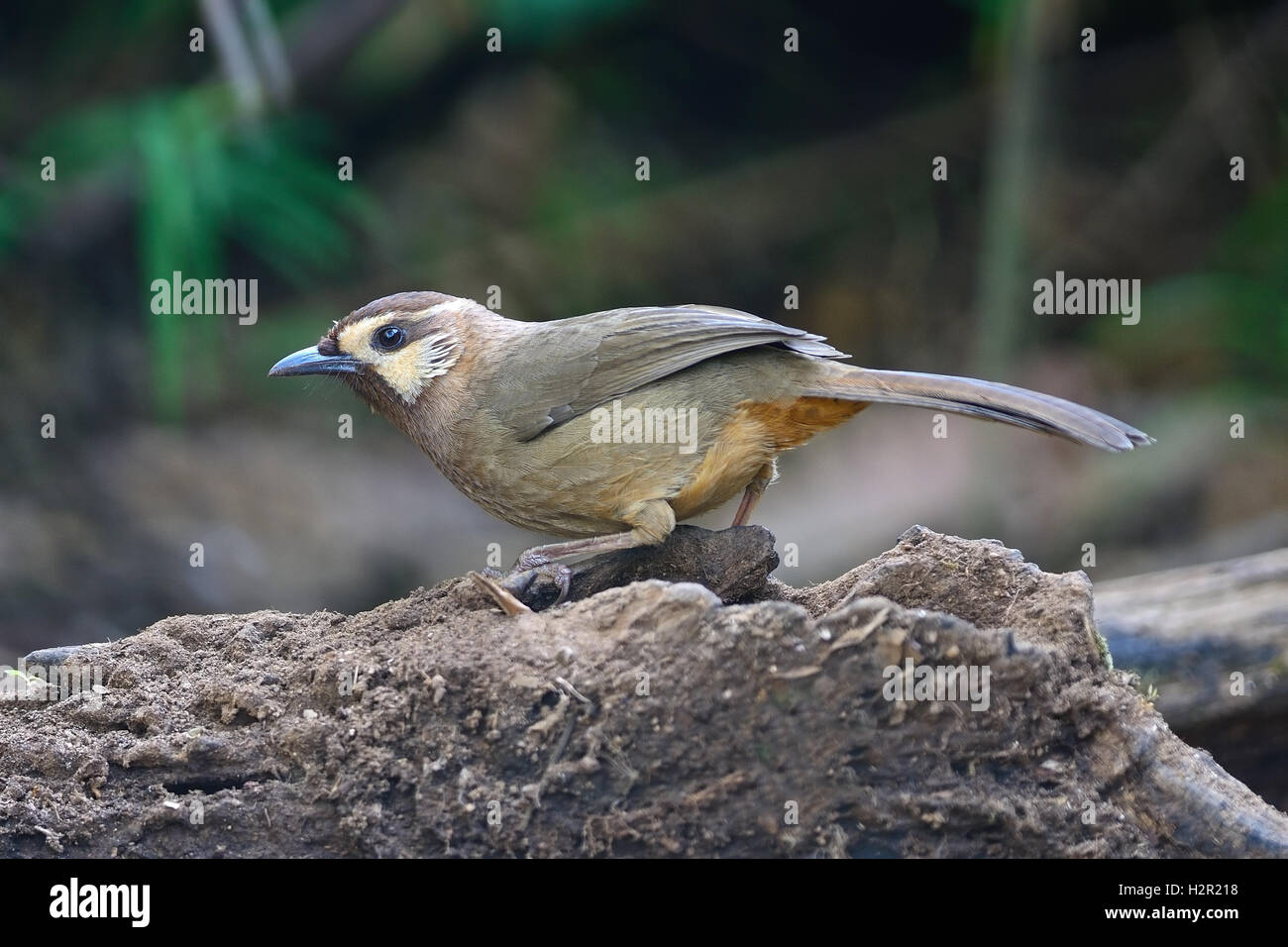 Pterorhinus hi-res stock photography and images - Alamy