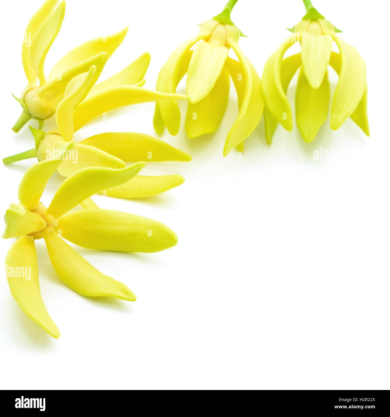 Ylang Cut Out Stock Images & Pictures - Alamy