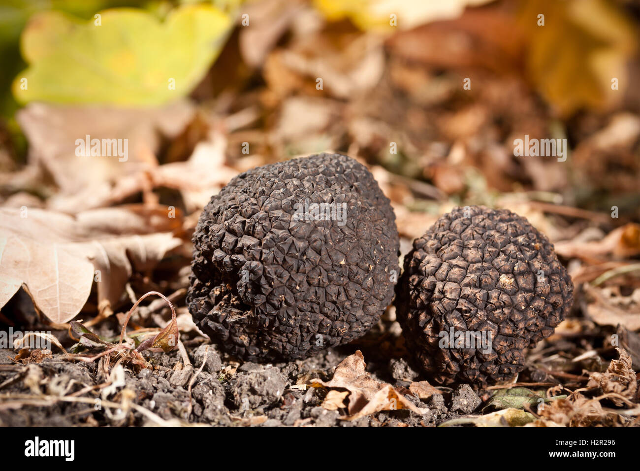 Black Truffle Tuber Aestivum High Resolution Stock Photography and ...