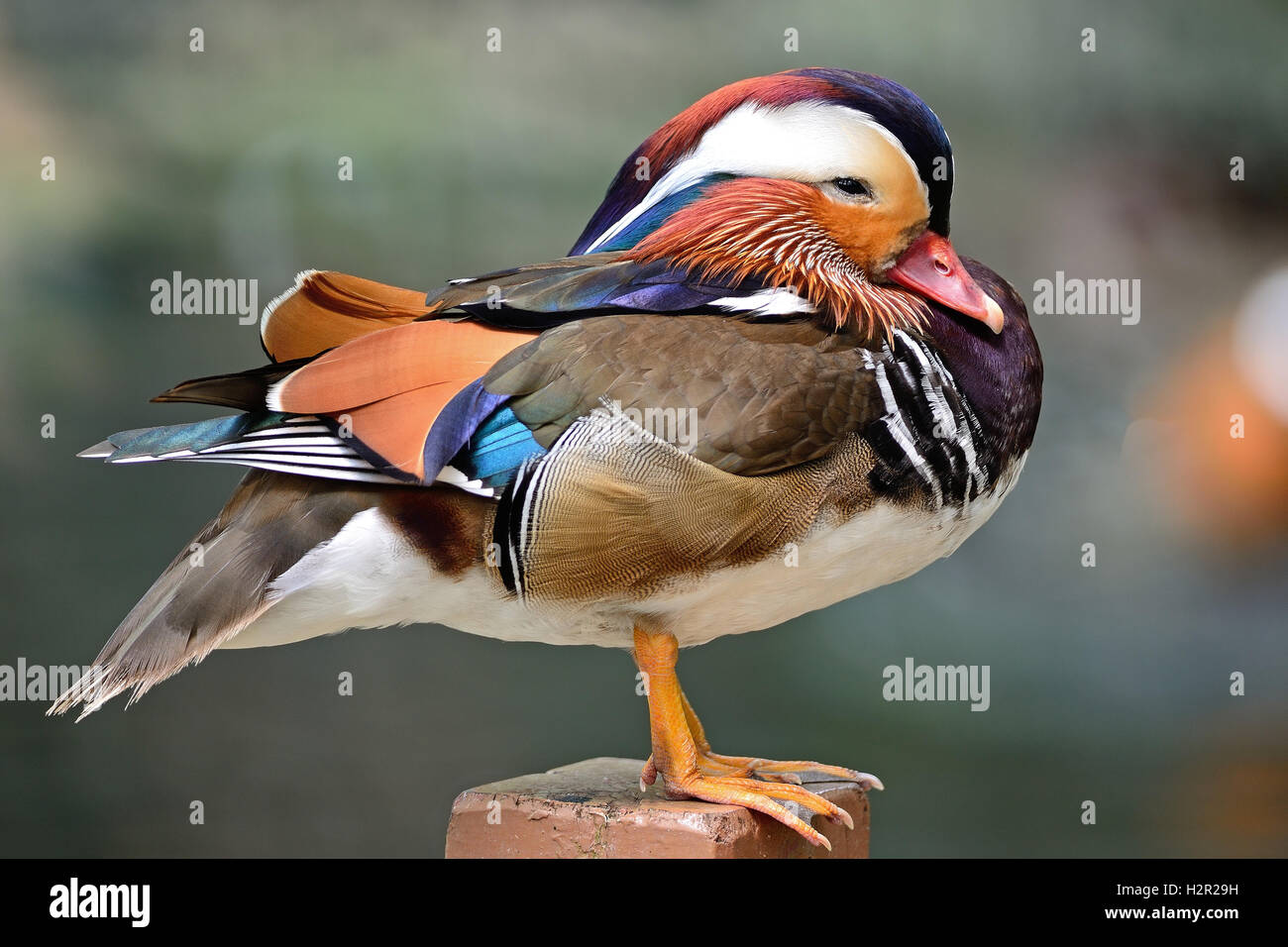 Mandarin bird hi-res stock photography and images - Alamy