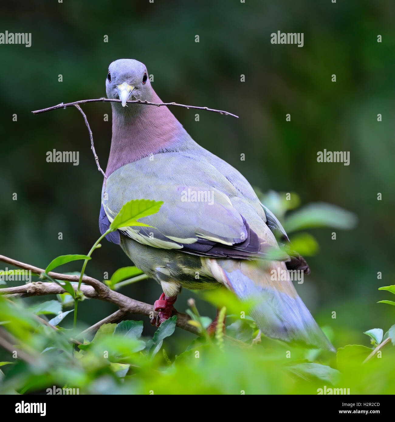 male Pink-necked Green-Pigeon Stock Photo - Alamy