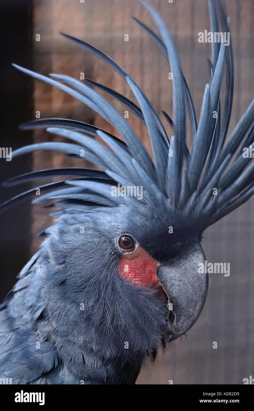 Goliath cockatoo hi-res stock photography and images - Alamy