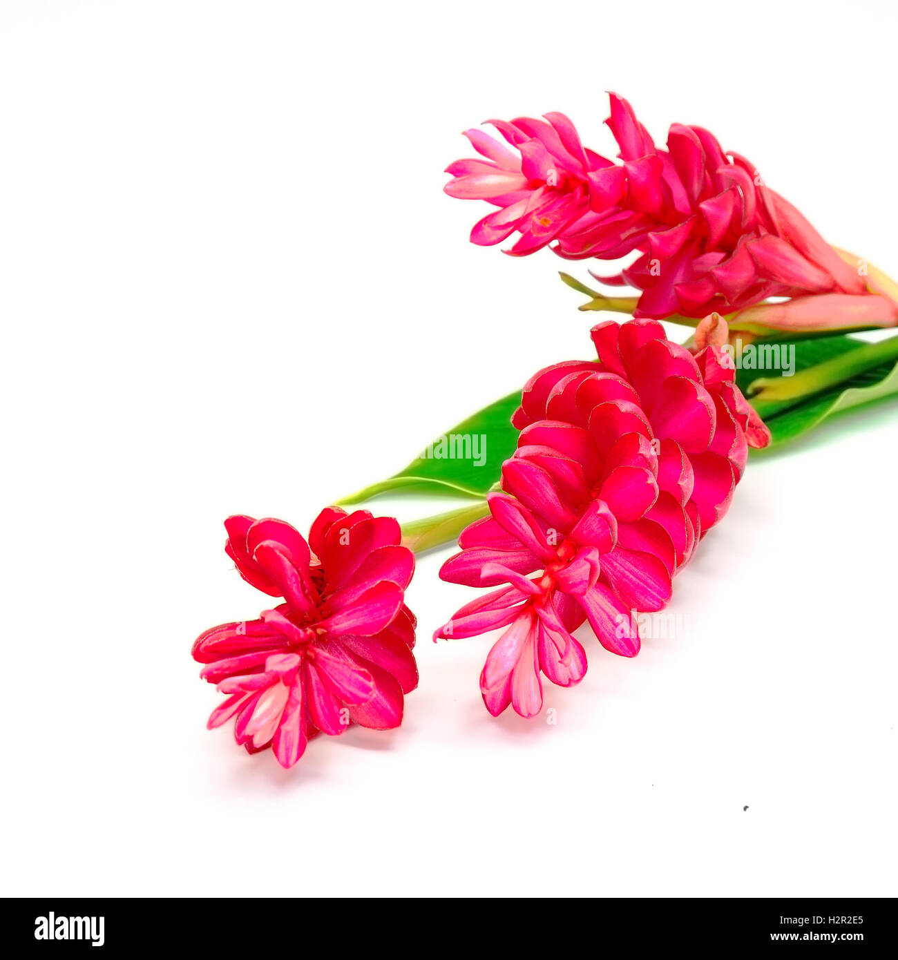 Red ginger alpinia purpurata flower Cut Out Stock Images & Pictures - Alamy