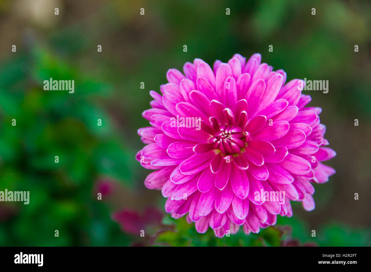 Aster purple star hi-res stock photography and images - Alamy