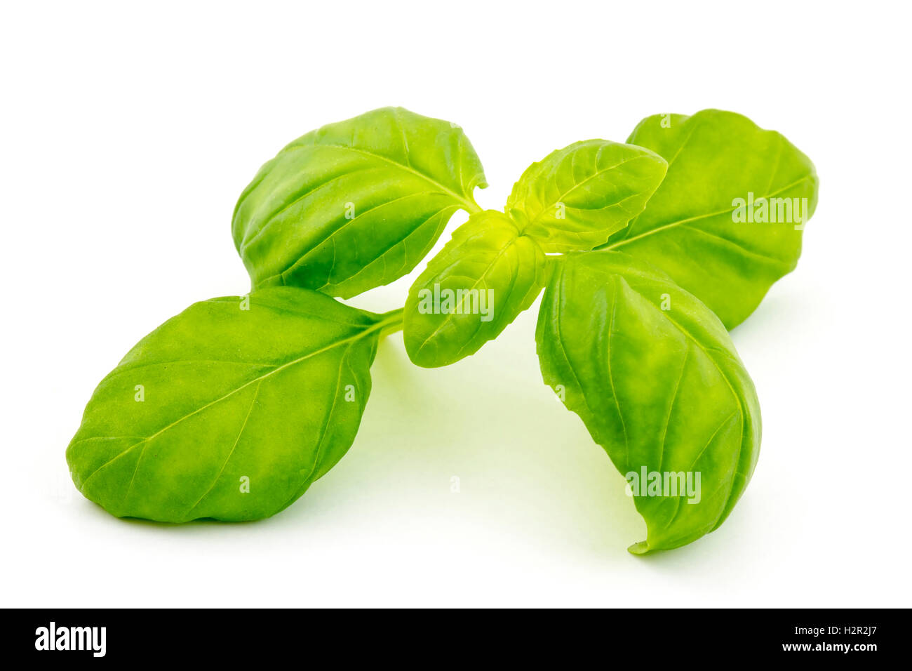 Herb basilica hi-res stock photography and images - Alamy