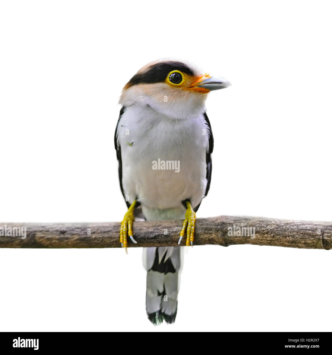 Backyard spring Cut Out Stock Images & Pictures - Alamy