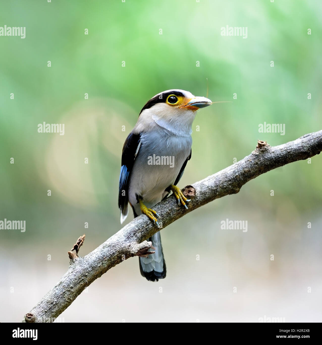 Female silver breasted broadbill hi-res stock photography and images ...