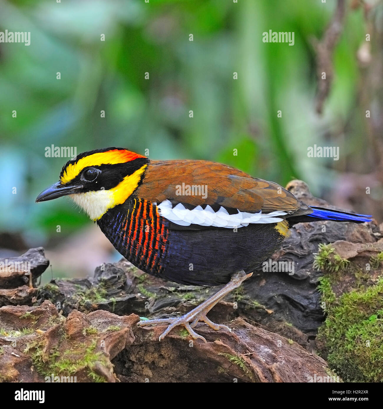 male Malayan Banded Pitta Stock Photo - Alamy