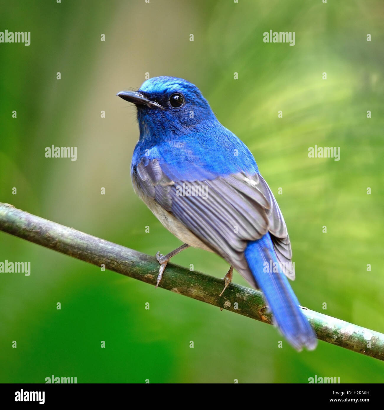 male Hainan Blue Flycatcher Stock Photo - Alamy