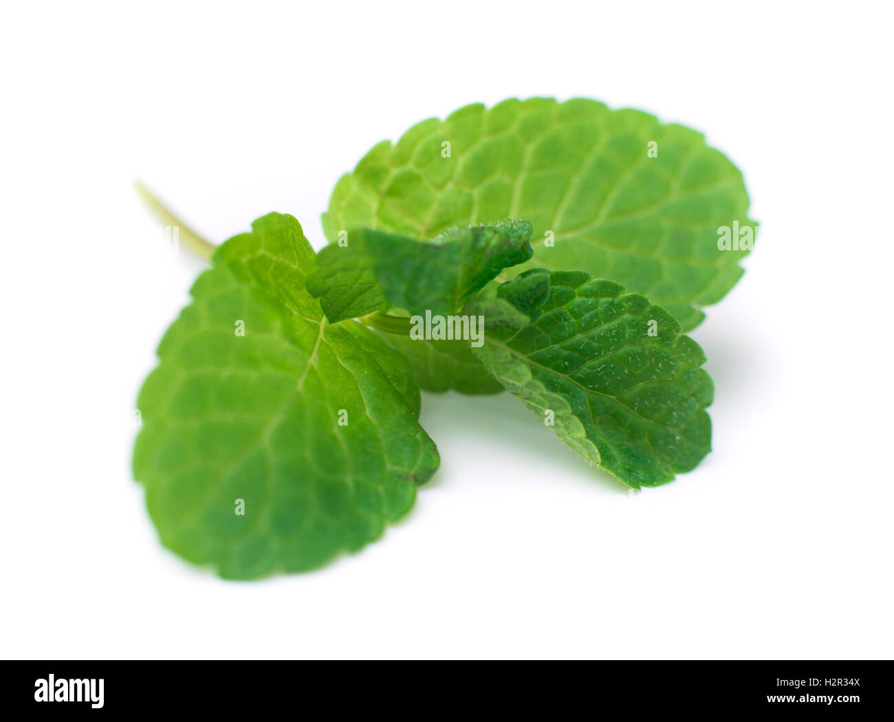Isolated peppermint hi-res stock photography and images - Alamy