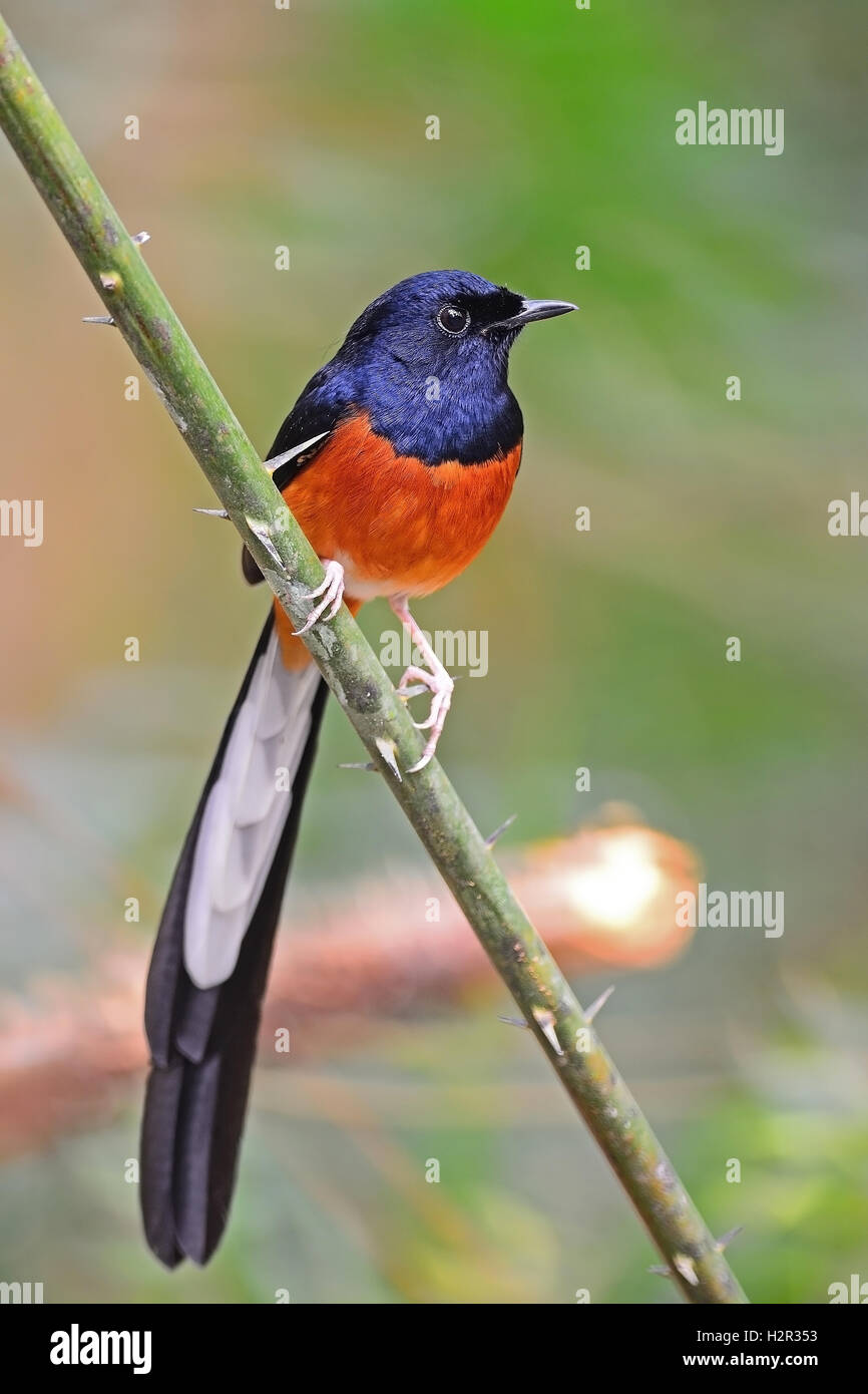 male White-rumped Shama Stock Photo - Alamy