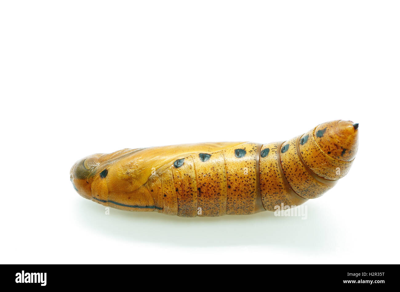 Moth pupa hi-res stock photography and images - Alamy