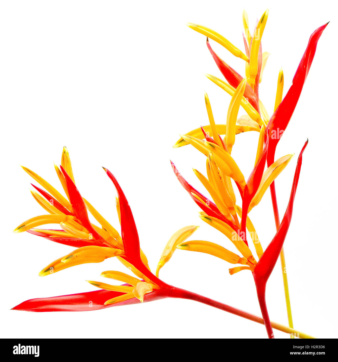 Heliconia leaf Cut Out Stock Images & Pictures - Alamy