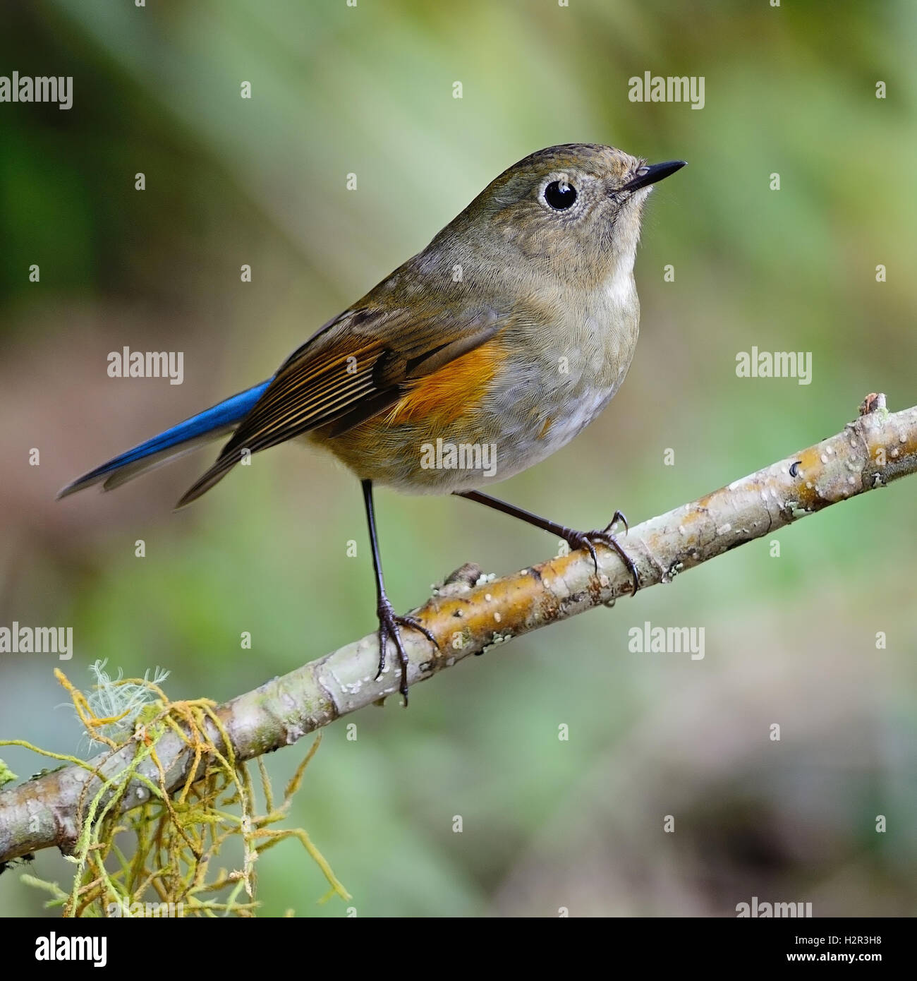 female Himalayan Bluetail Stock Photo - Alamy
