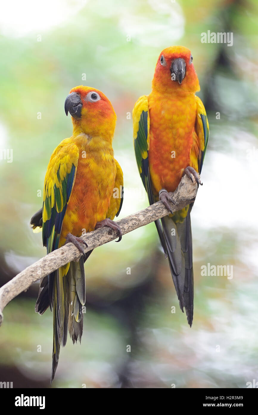 Beautiful sun conure parrot hi-res stock photography and images - Alamy
