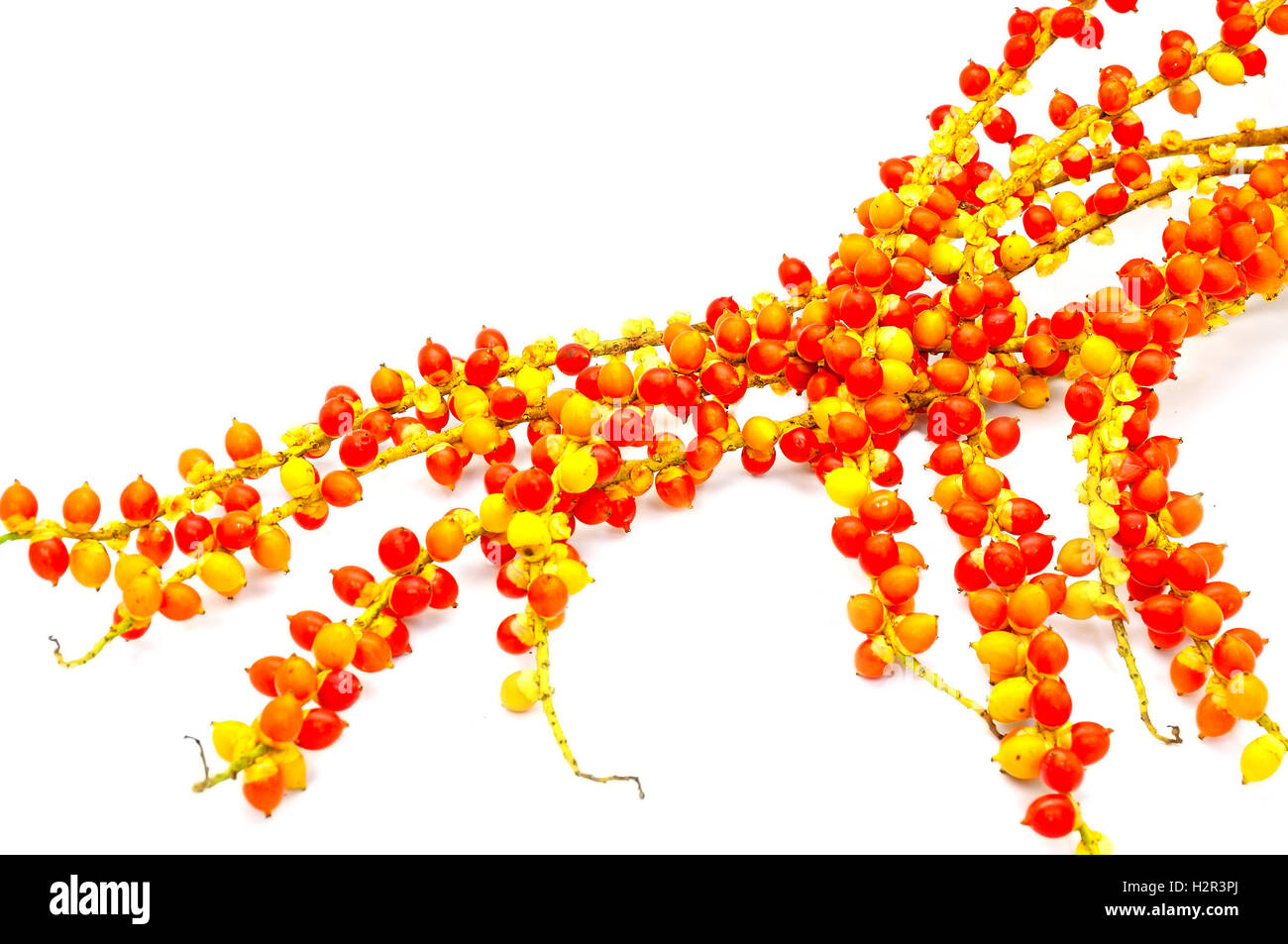 Ornamental plam hi-res stock photography and images - Alamy