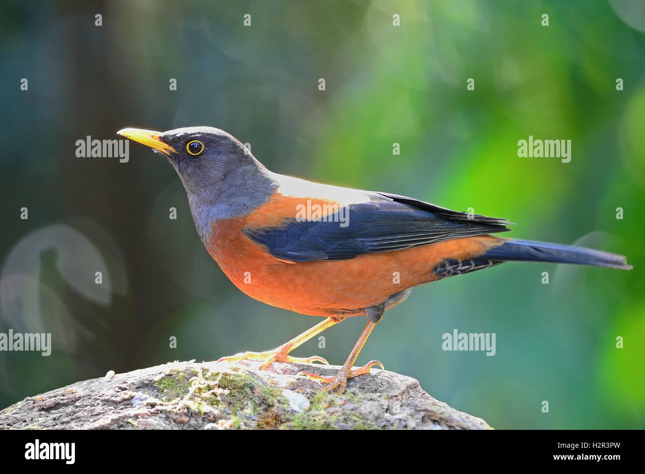 Asian thrush hi-res stock photography and images - Alamy