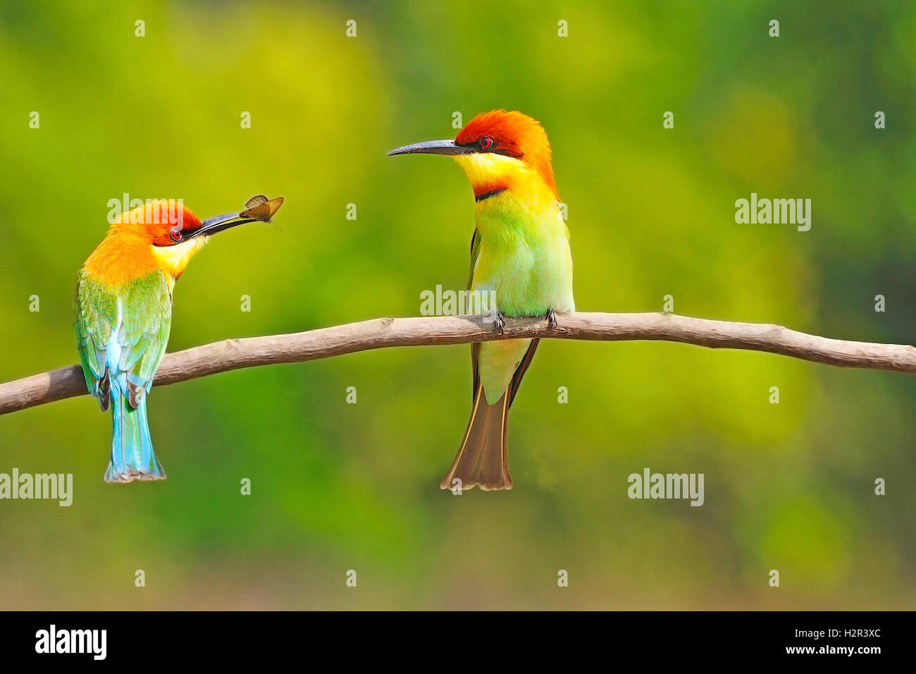 Chestnut-headed Bee eater Stock Photo - Alamy