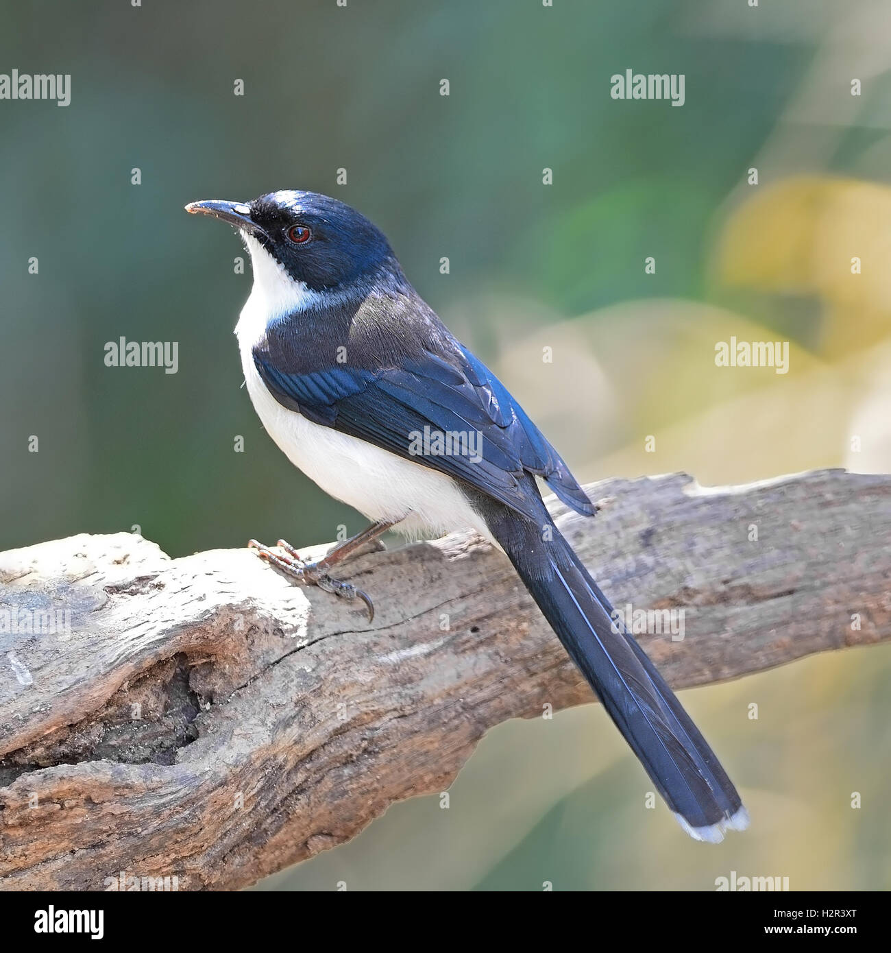 Dark backed sibia hi-res stock photography and images - Alamy