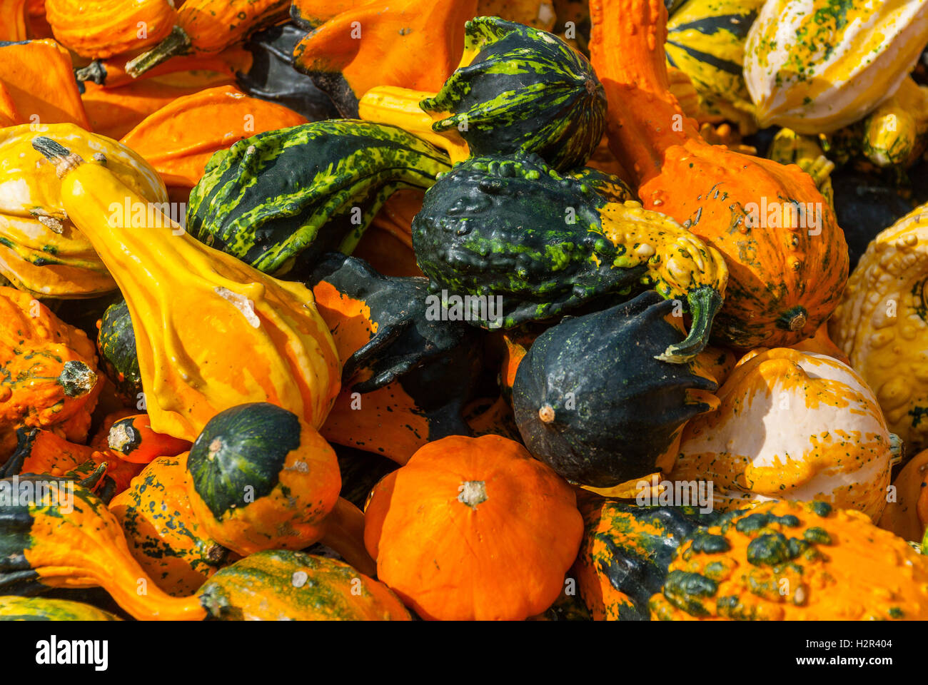 ornamental gourds background Stock Photo - Alamy