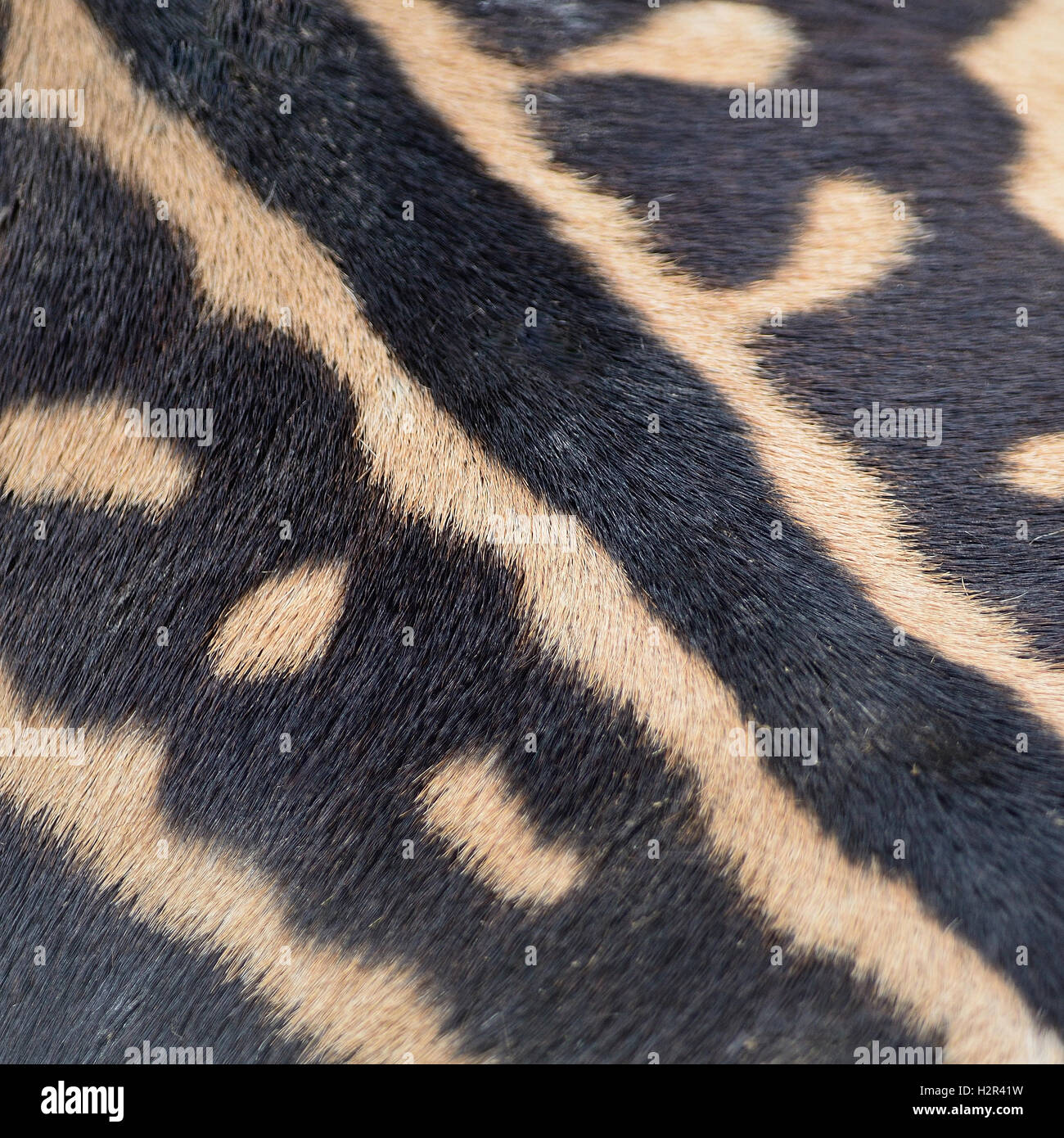 Common Zebra skin Stock Photo - Alamy
