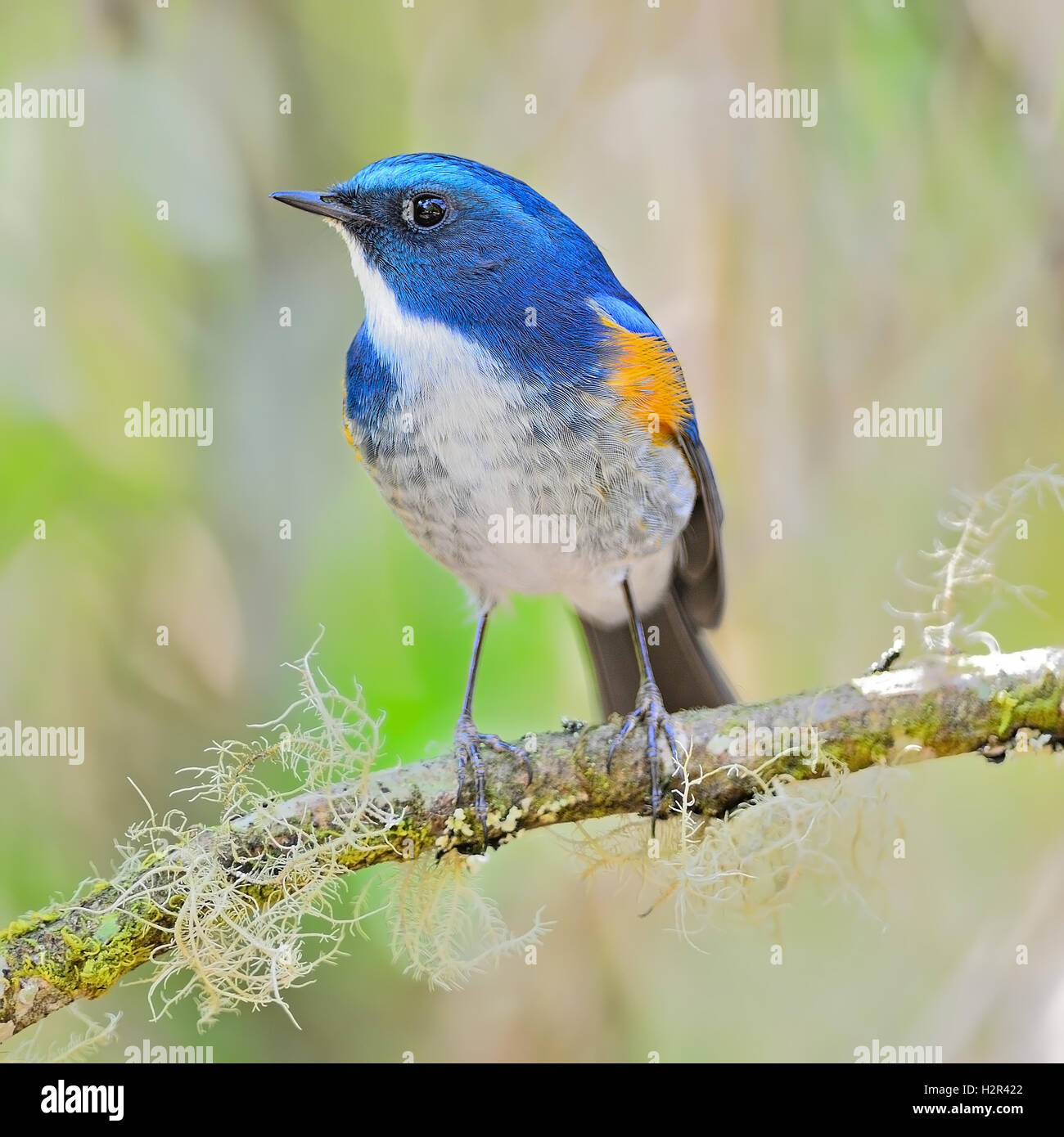 male Himalayan Bluetail Stock Photo - Alamy