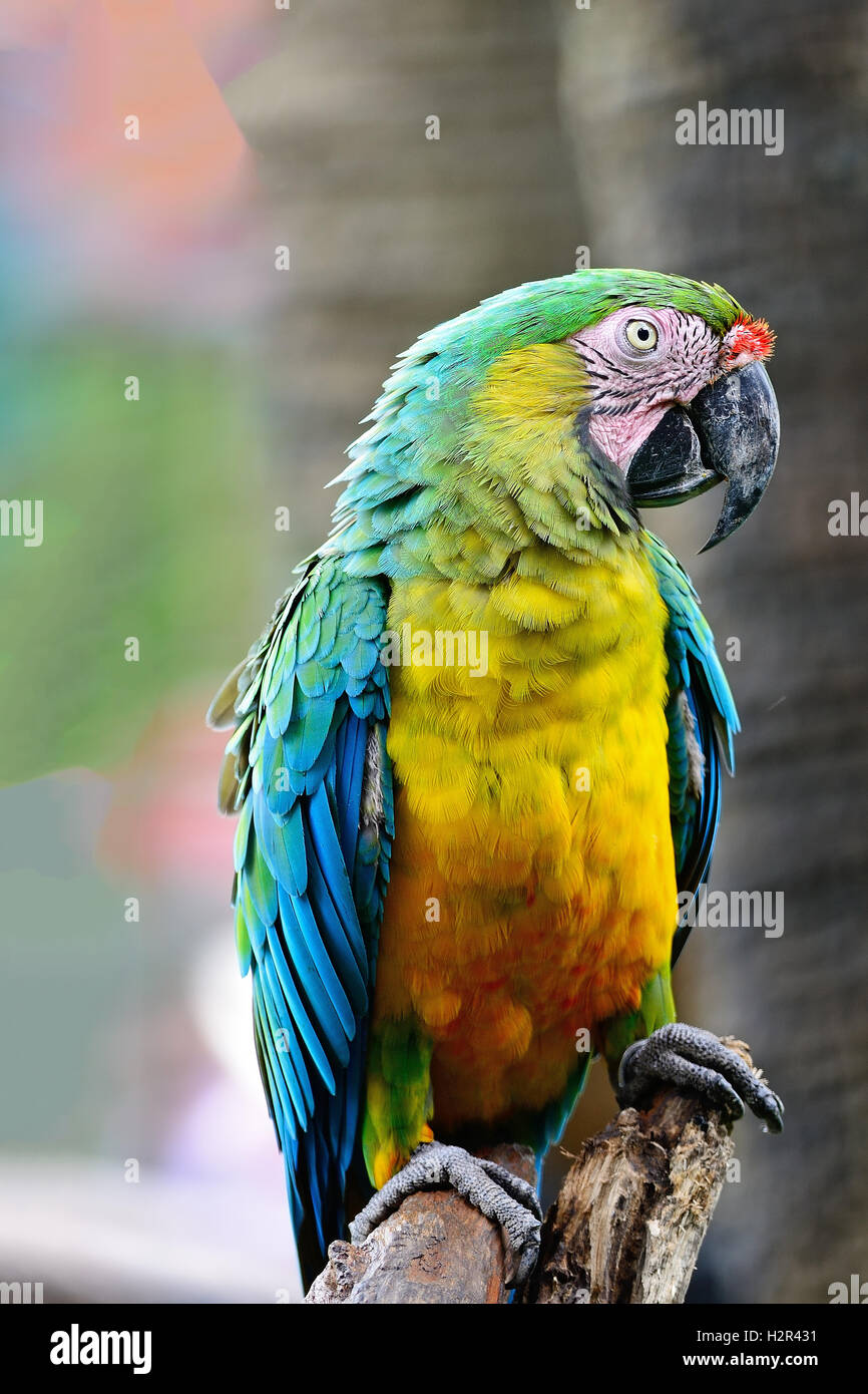 Aviary macaw hi-res stock photography and images - Alamy