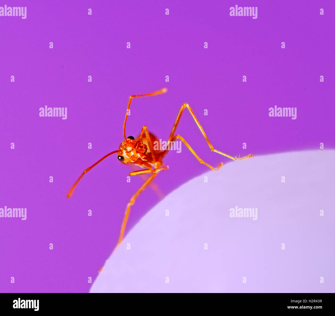 Cute ant hi-res stock photography and images - Alamy