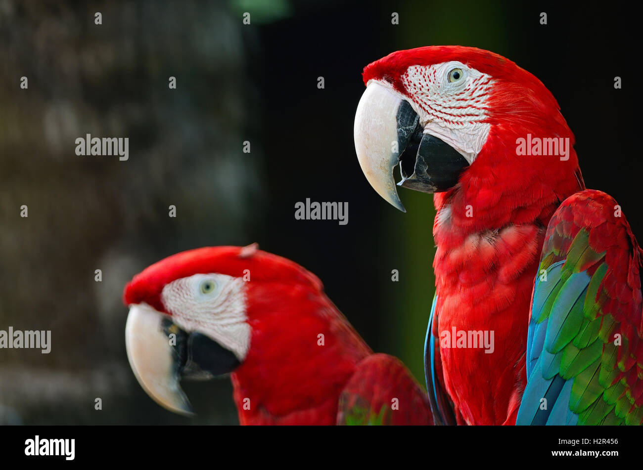 Greenwing macaw parrot hi-res stock photography and images - Alamy