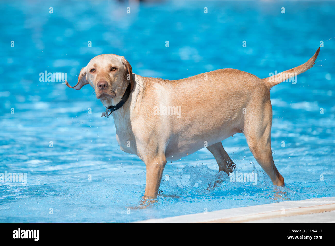 Dog labrador in swimming pool hi-res stock photography and images - Alamy