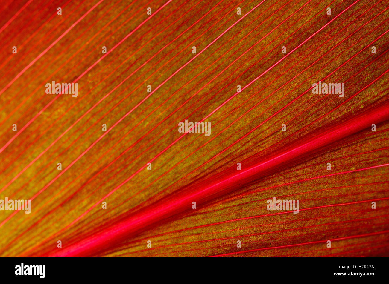 Abstract red leaf texture hi-res stock photography and images - Alamy