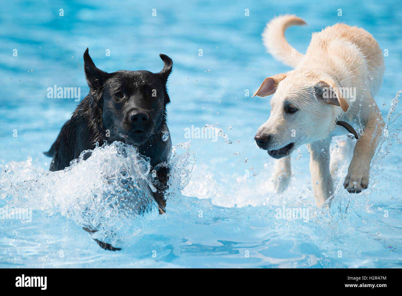 Two dogs, Labrador Retriever, running in swimming pool, blue water ...