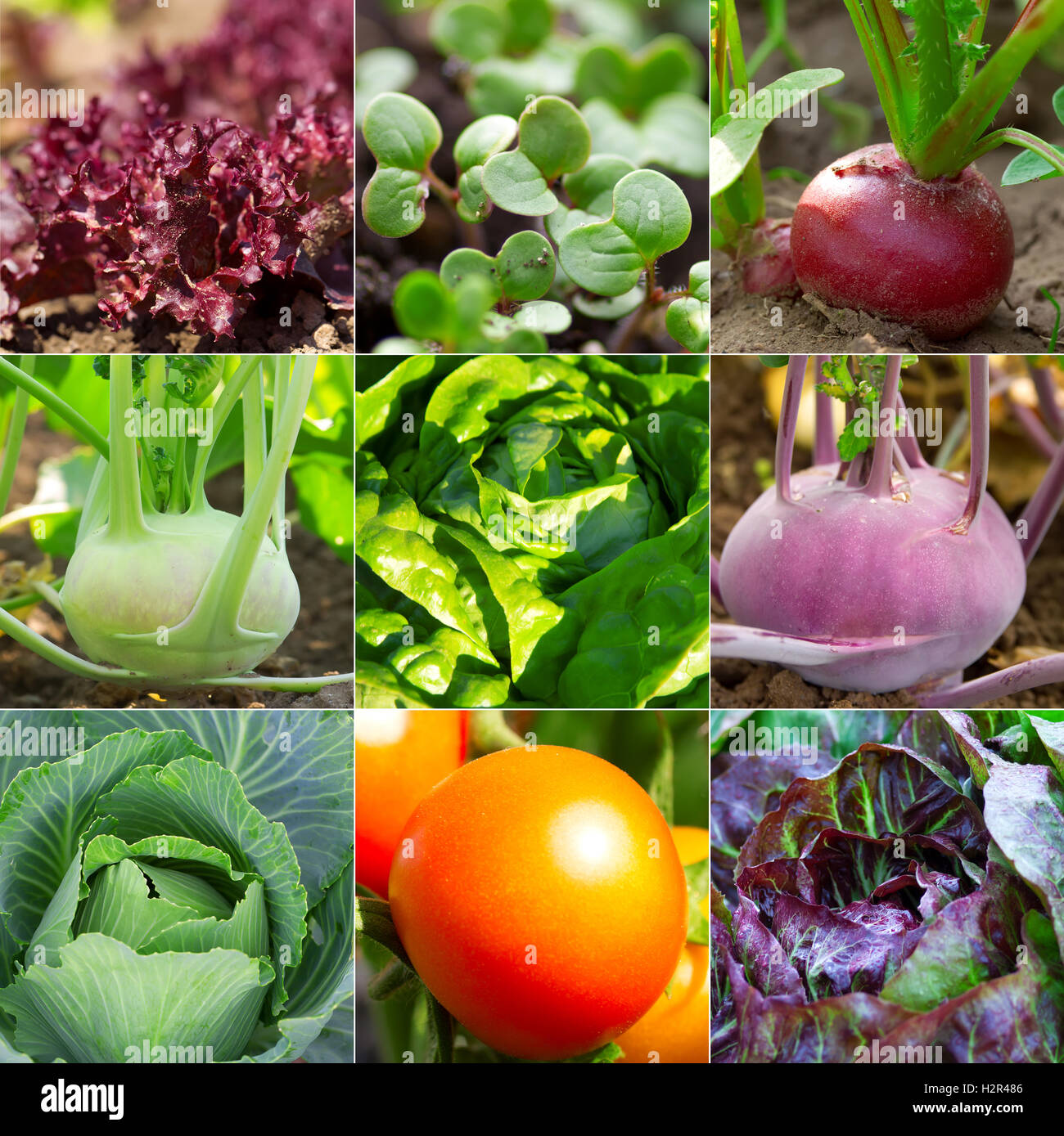 set of vegetable garden - radish, salad, cabbage, tomato, kohlra Stock ...