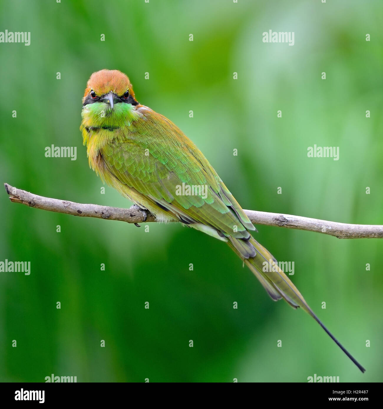 Little Green Bee-eater Stock Photo - Alamy