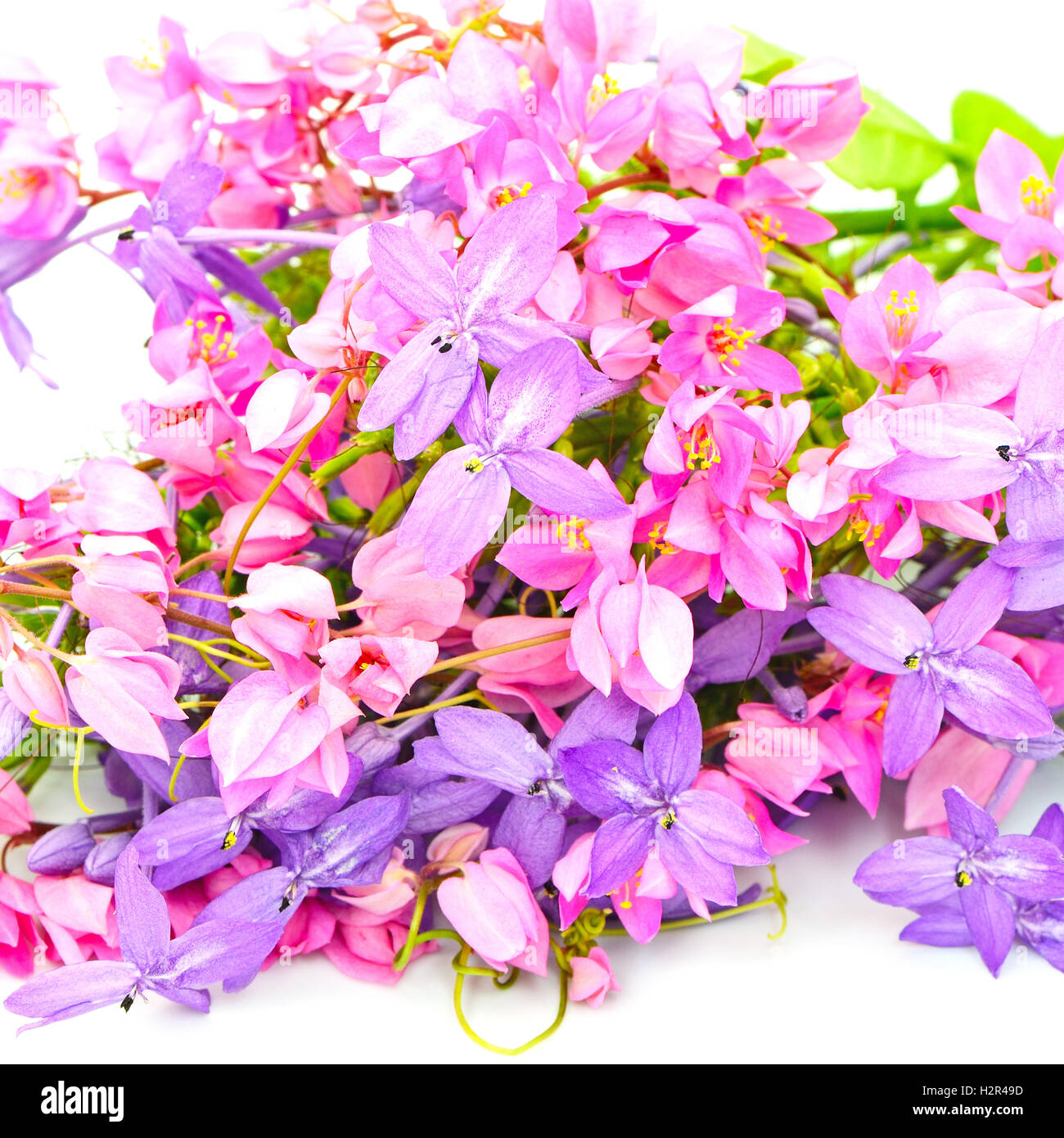 Colorful flower bunch icon hi-res stock photography and images - Alamy