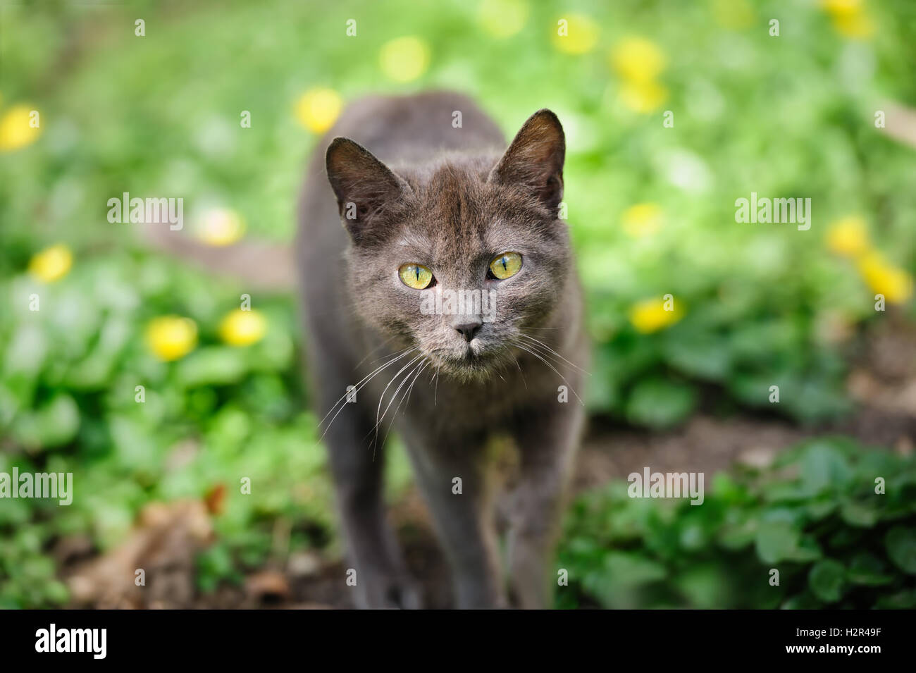 stray grey kitten Stock Photo - Alamy