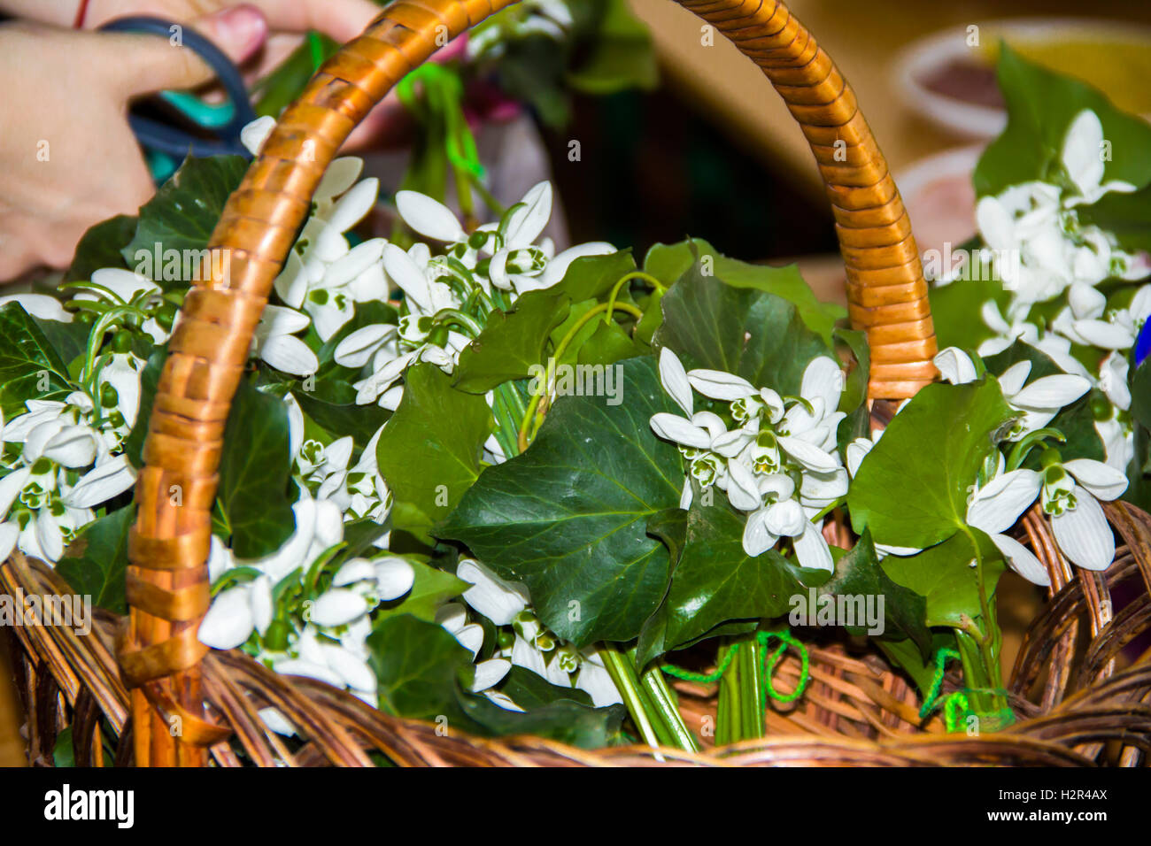 Arrangement of snowdrop flowers hi-res stock photography and images - Alamy