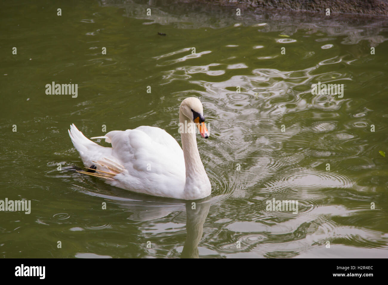 Shiny swan hi-res stock photography and images - Alamy