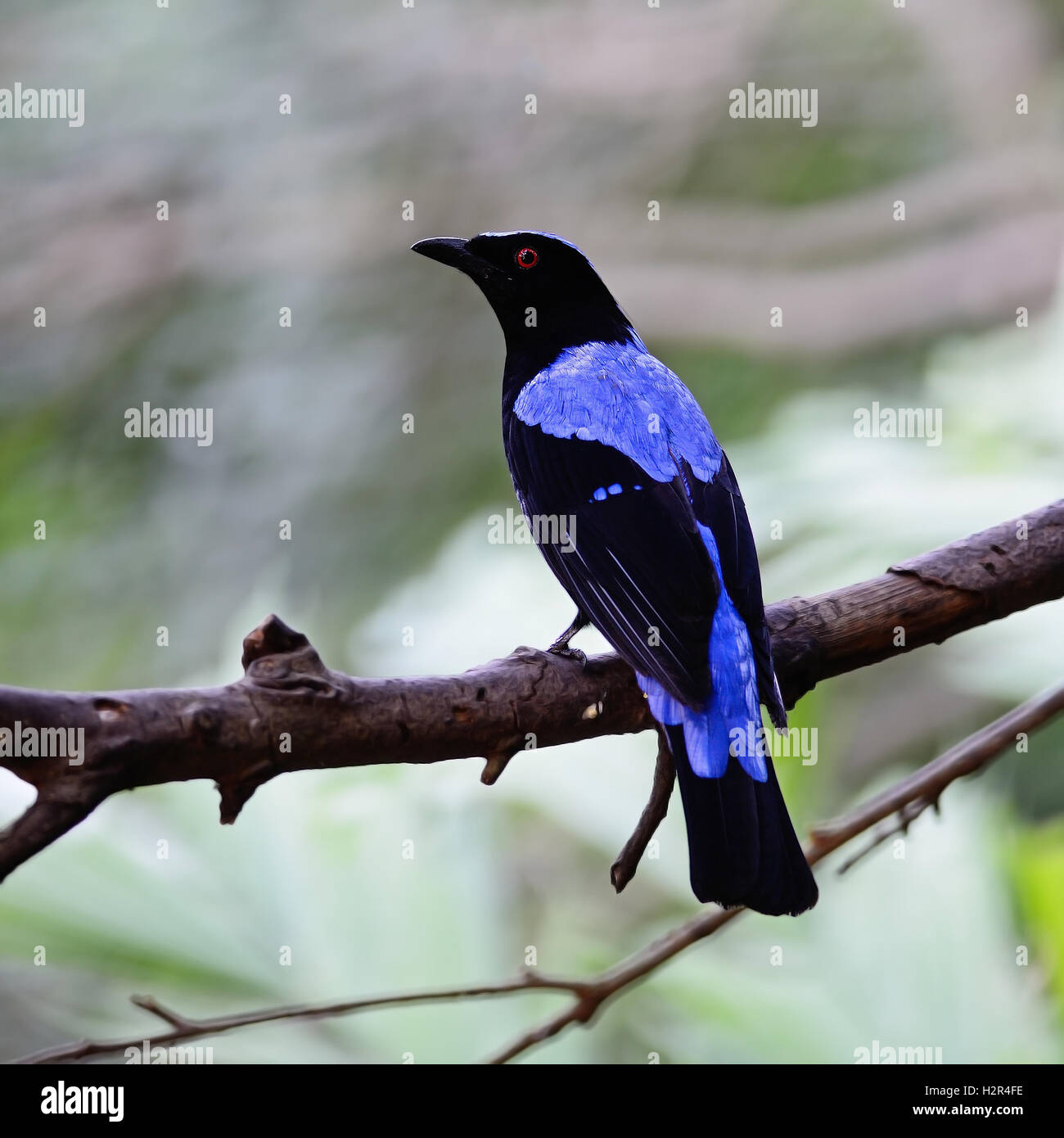 male Asian Fairy Bluebird Stock Photo - Alamy