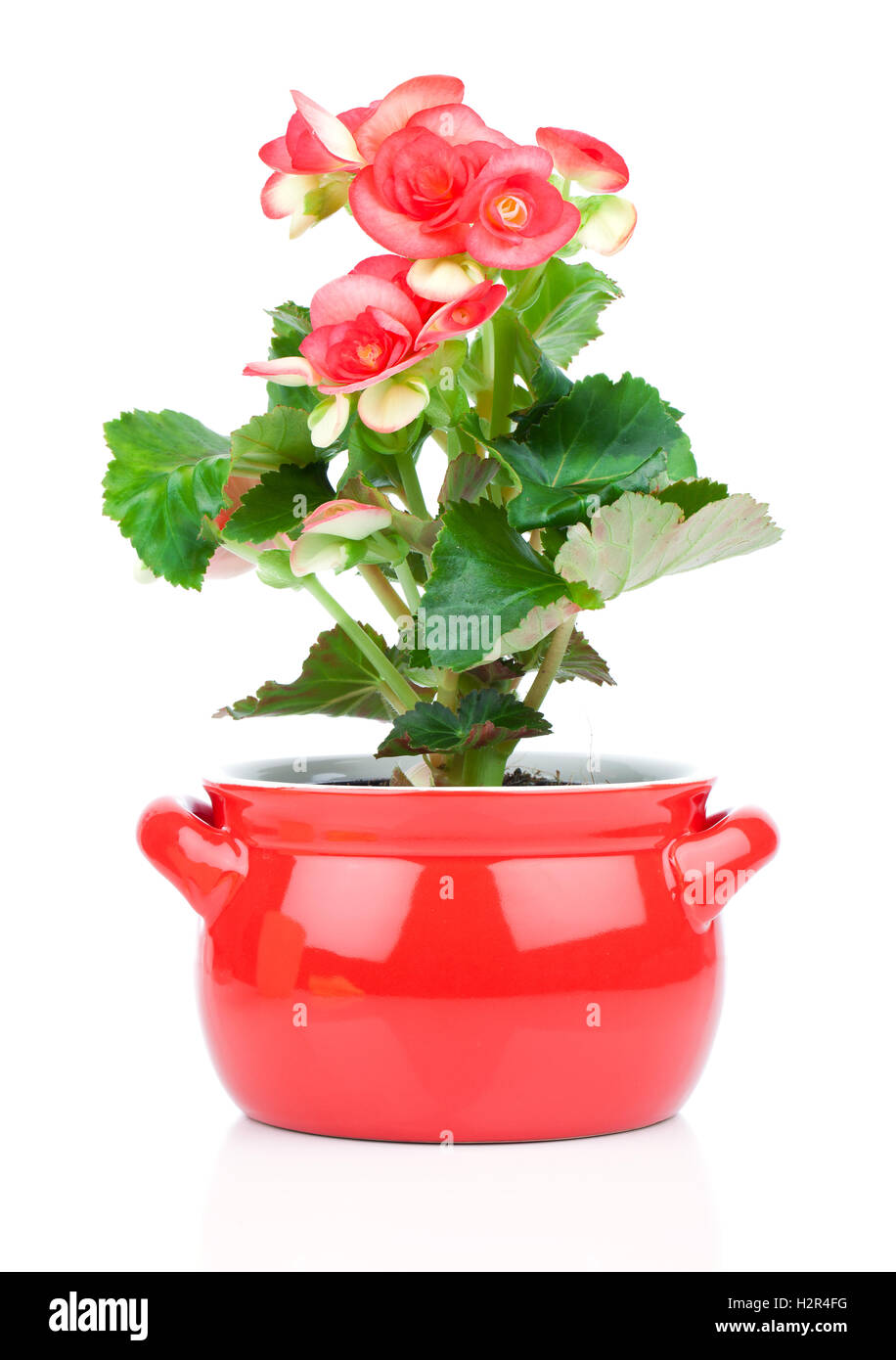 Blooming floral pattern in Cut Out Stock Images & Pictures - Alamy