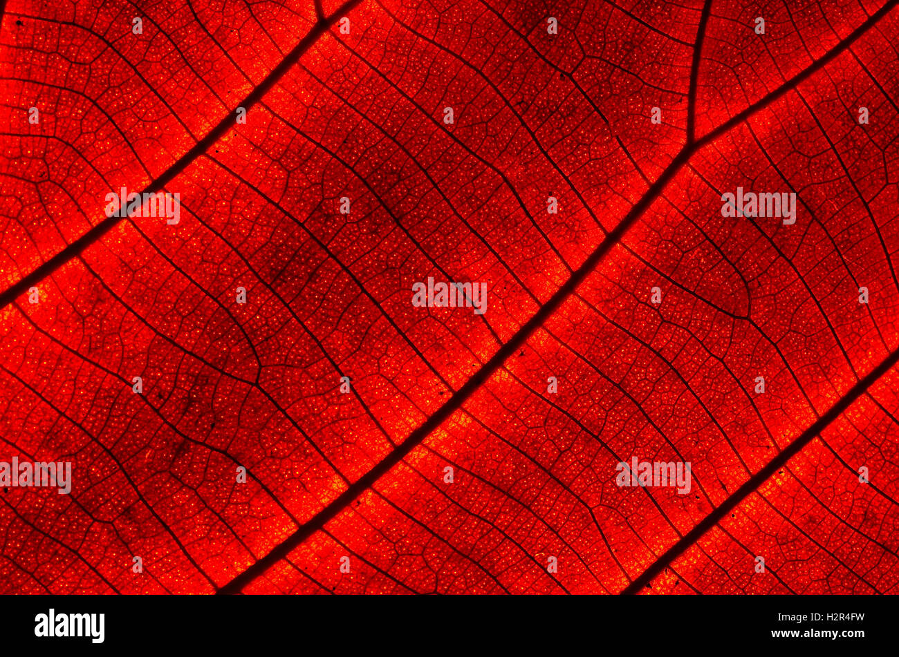 Abstract red leaf texture hi-res stock photography and images - Alamy