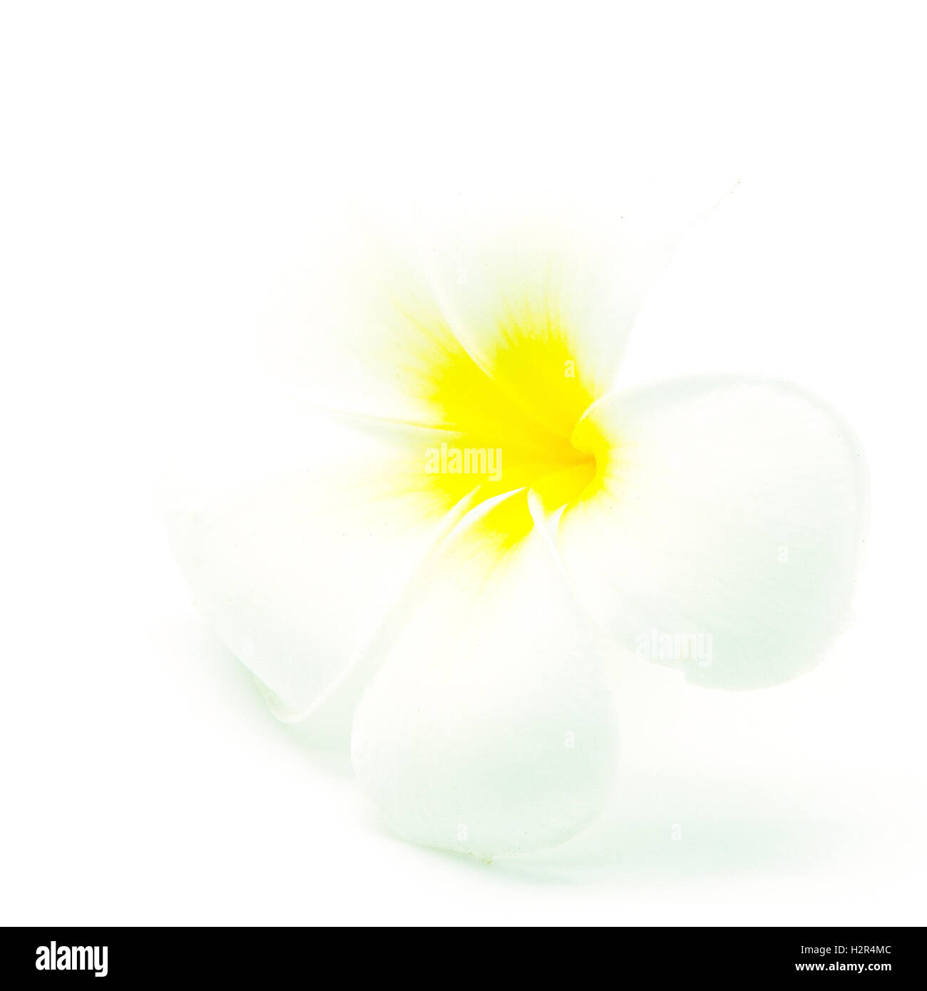 Hawaiian yellow Cut Out Stock Images & Pictures - Alamy