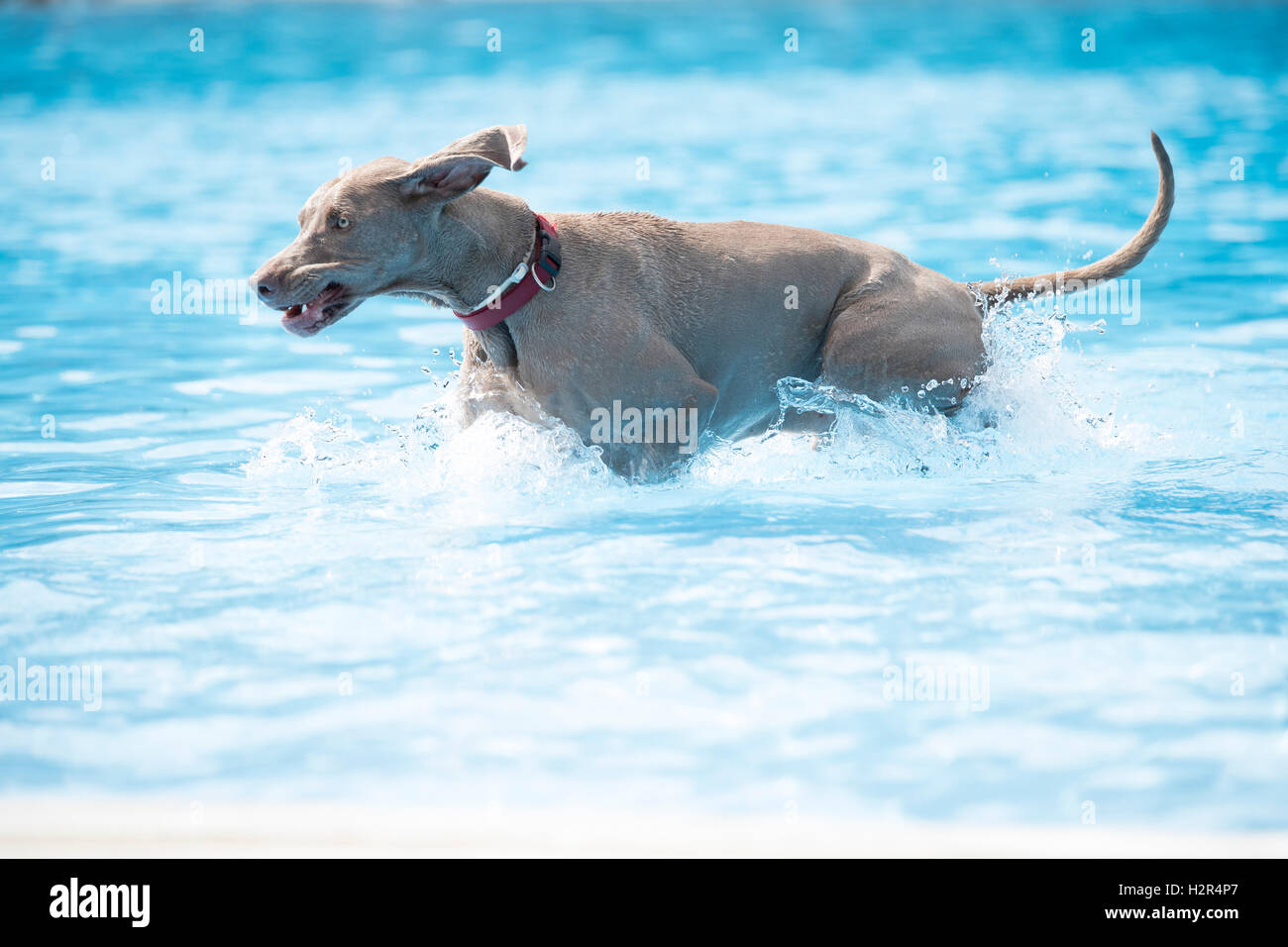 Dog, Weimaraner, running in swimming pool, blue water Stock Photo - Alamy