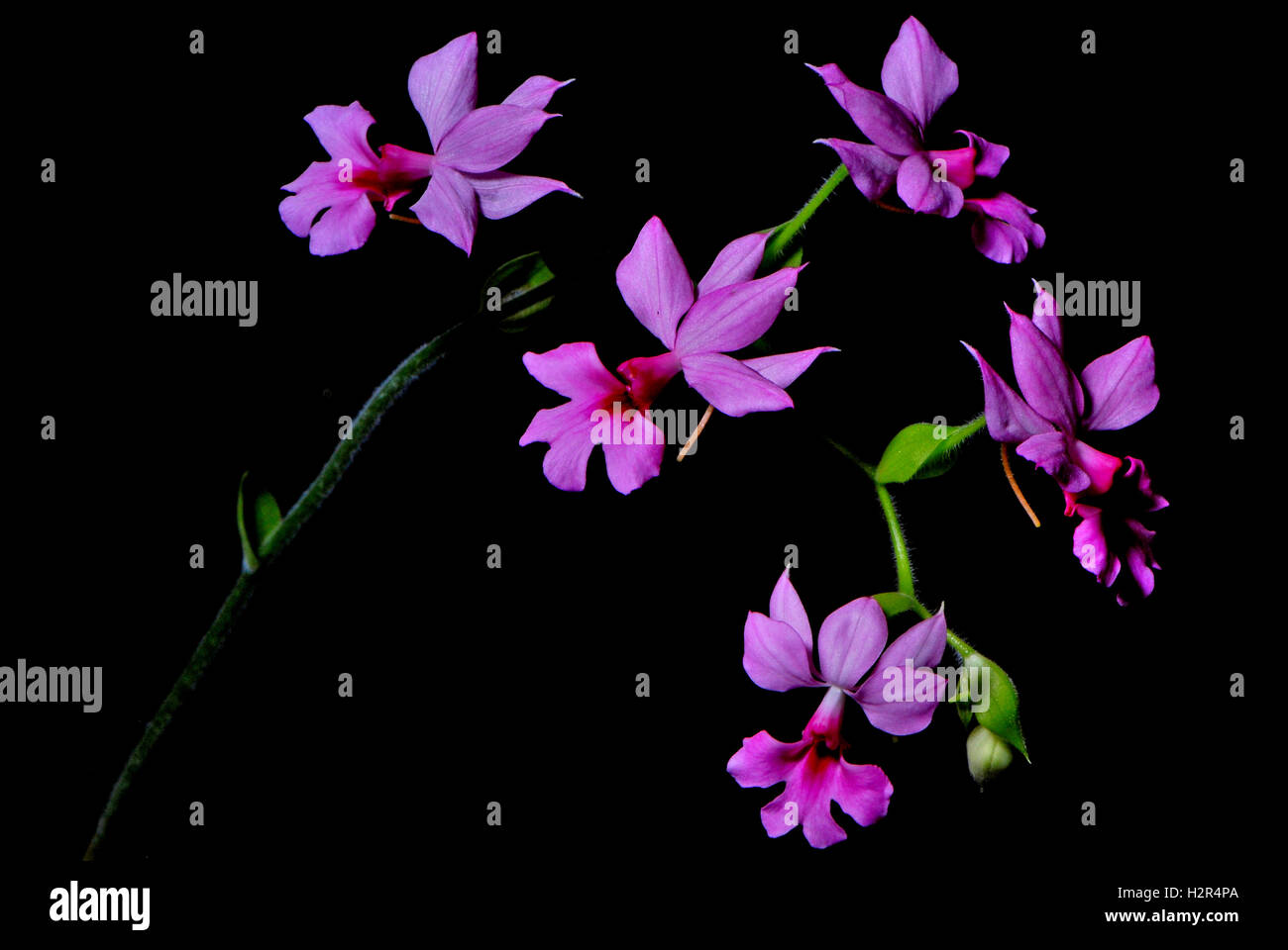 Calanthe orchid flower exotic hi-res stock photography and images - Alamy