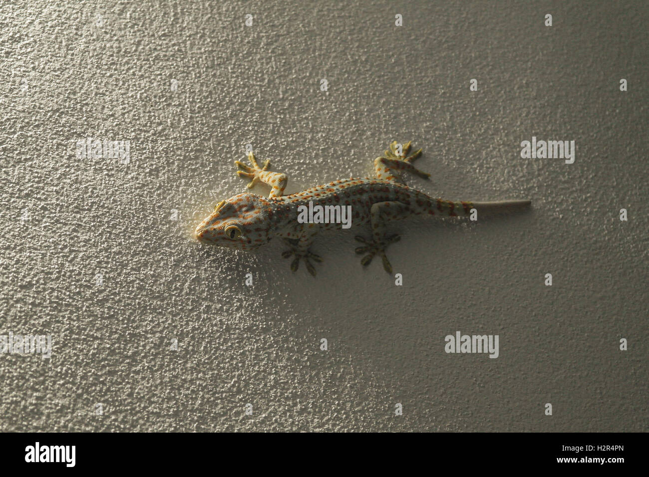 Tokeh or Tokee (Gekko gecko) is a nocturnal Gecko in Thailand - Asia ...