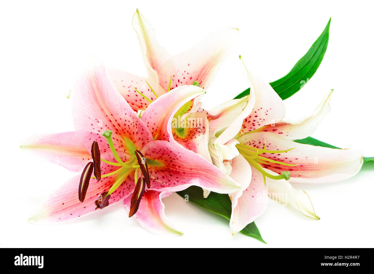 Lily romantic Cut Out Stock Images & Pictures - Alamy