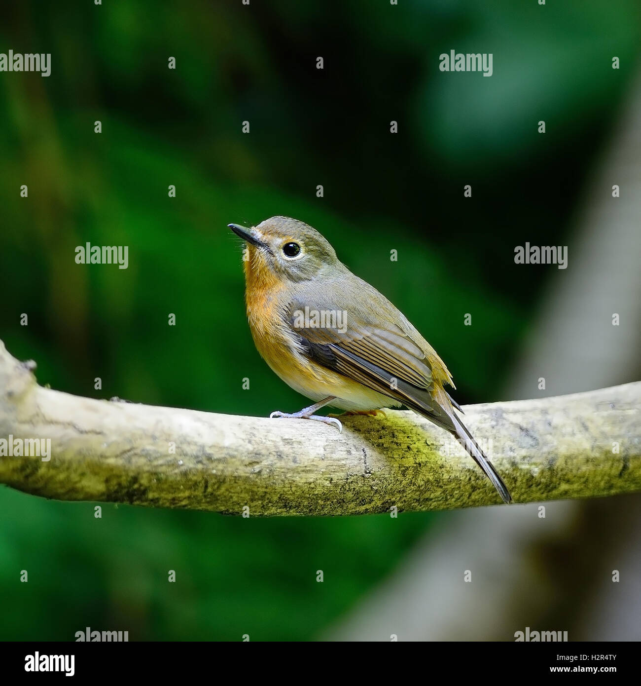 female Hill Blue Flycatcher Stock Photo - Alamy